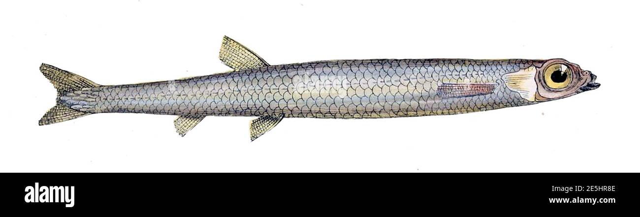 Microstoma microstoma Gervais Stock Photo - Alamy