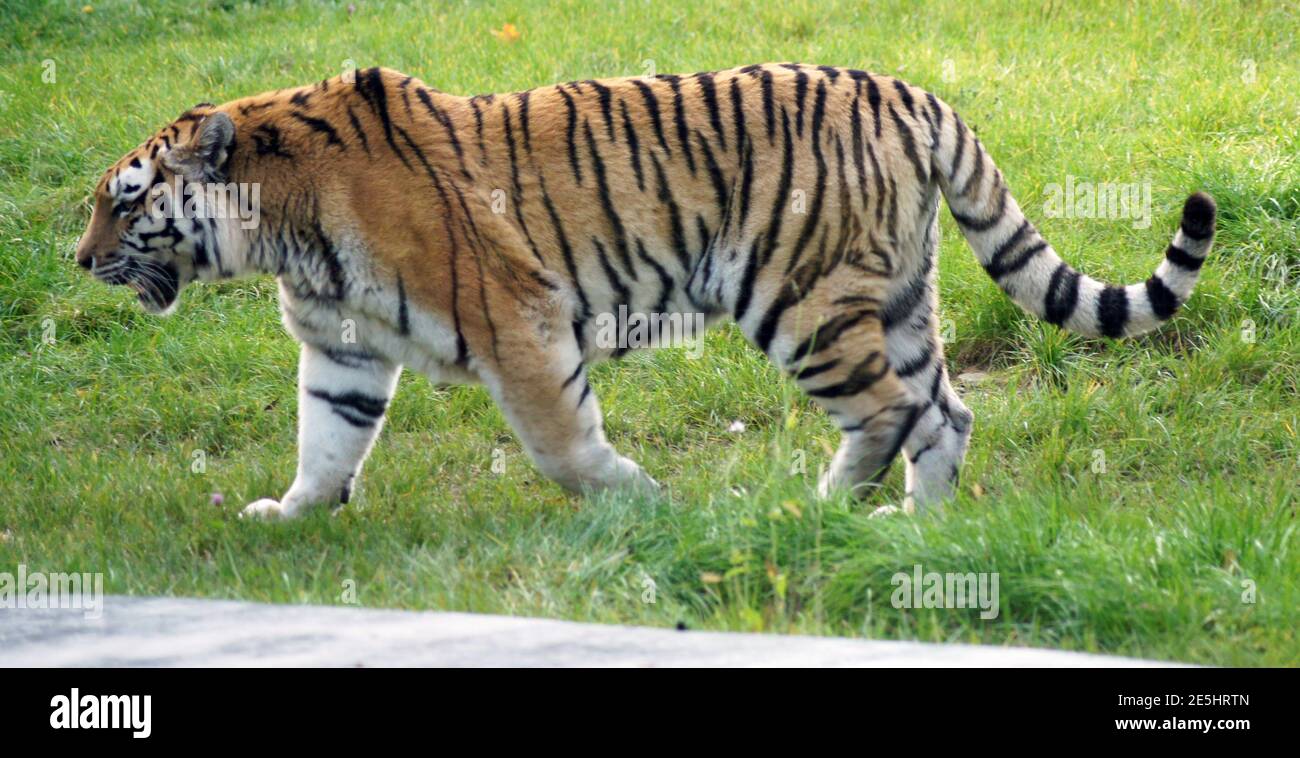 ''Proud of Russia'' siberian tiger Stock Photo - Alamy
