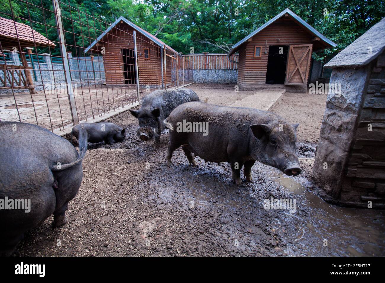 Traditional breed of black pigs at rural farms of indigenous breeds of ...