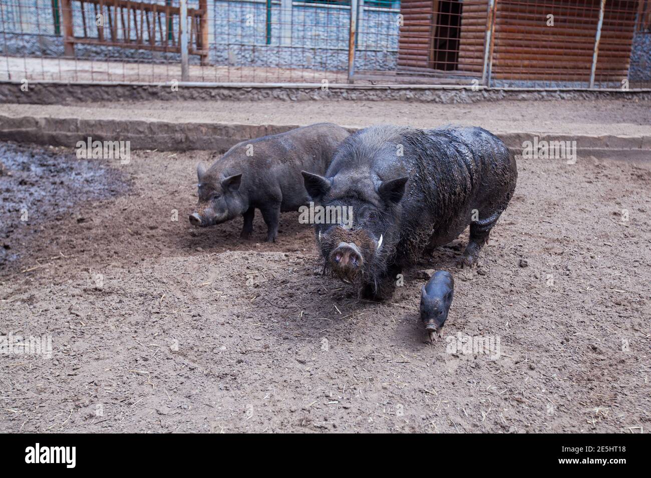 Traditional breed of black pigs at rural farms of indigenous breeds of ...