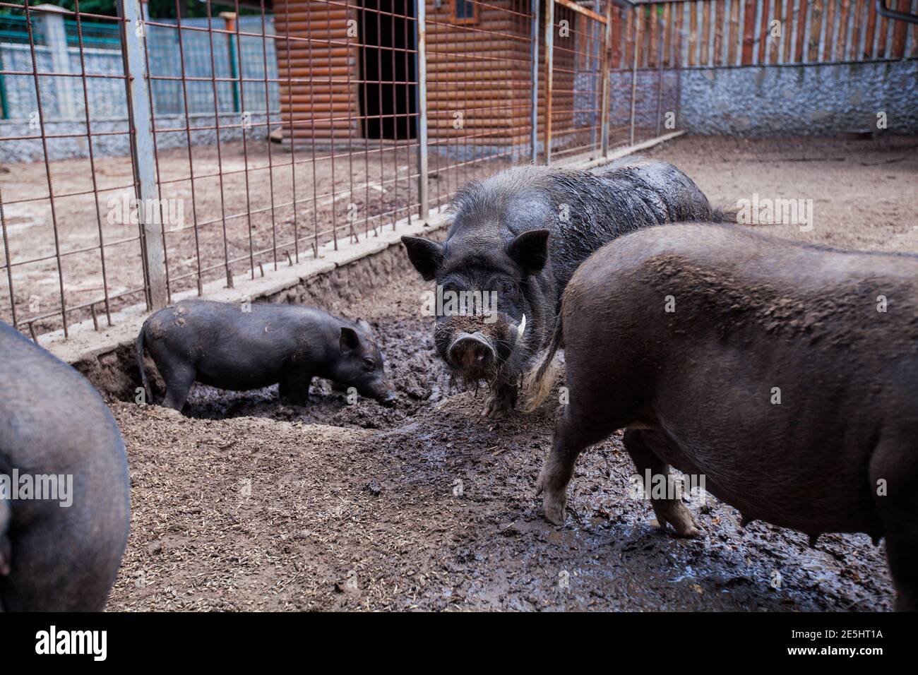 Traditional breed of black pigs at rural farms of indigenous breeds of ...
