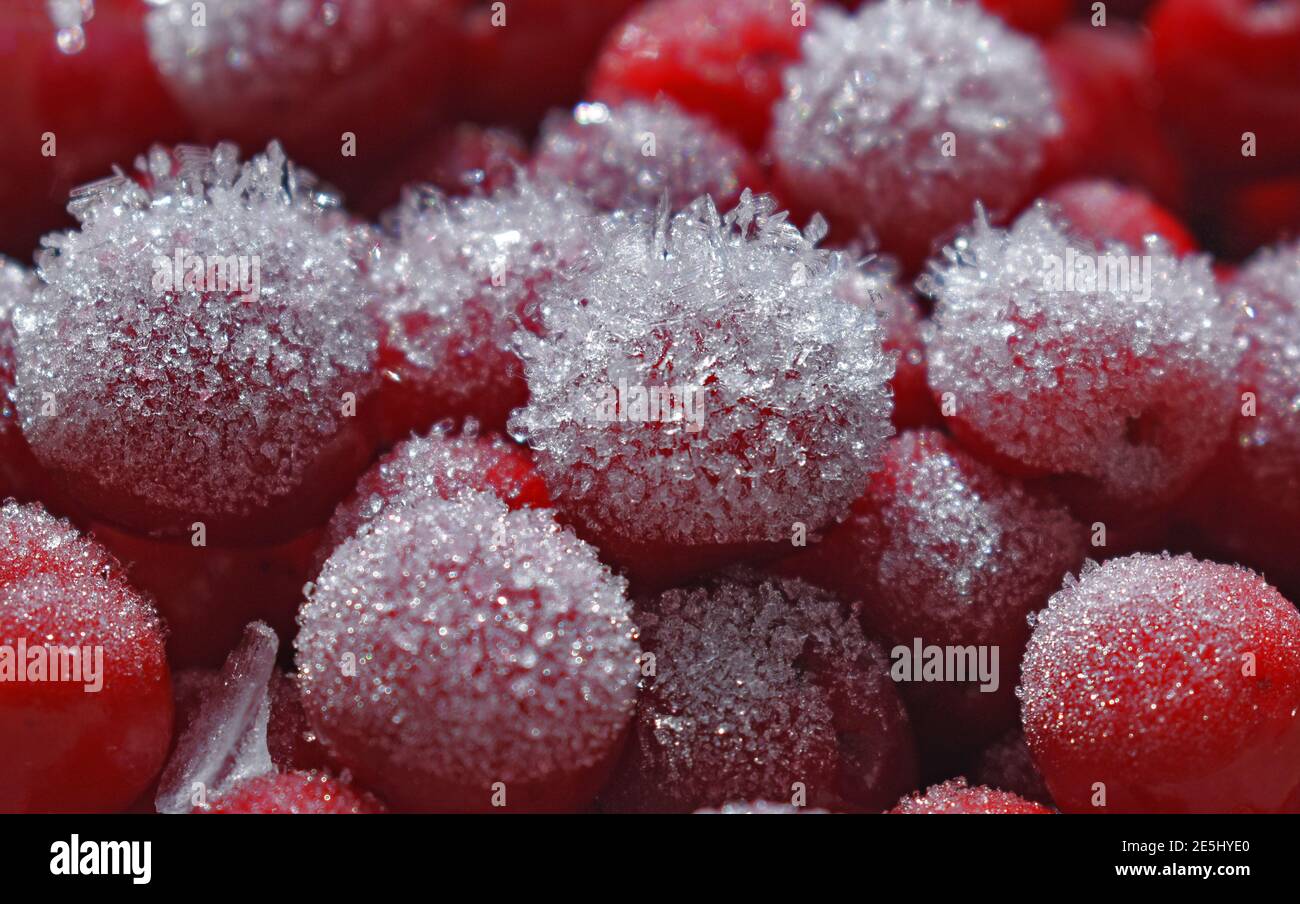 Frozen cherries tree cherry hi-res stock photography and images - Alamy