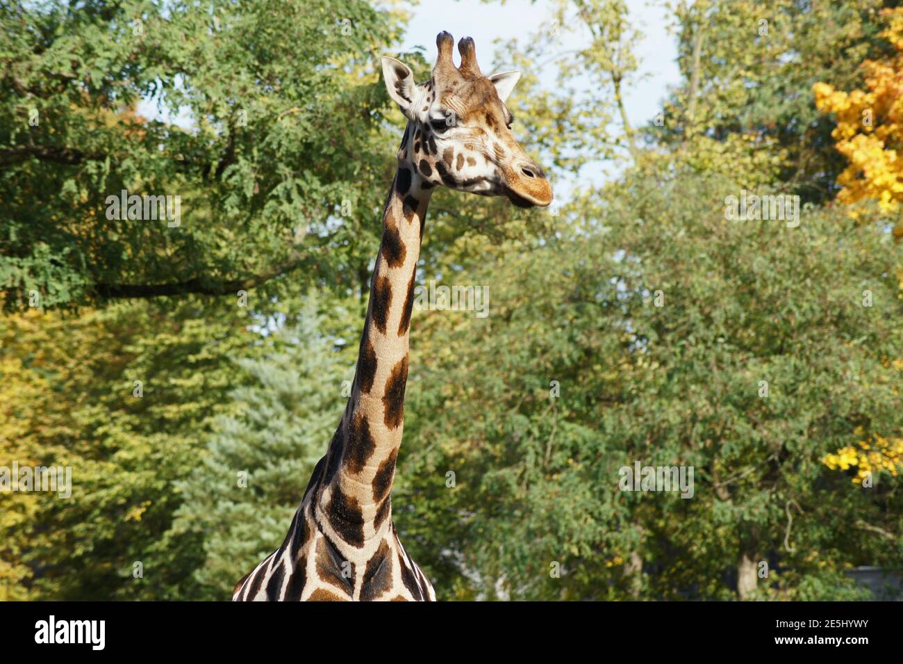 Autumn leaves giraffe hi-res stock photography and images - Alamy