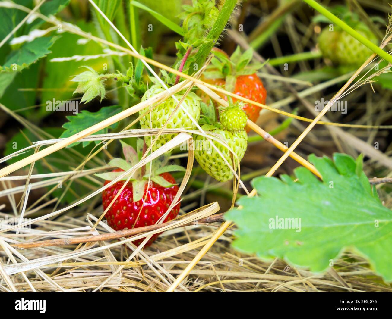 Mulching vegetable garden bed growing hi-res stock photography and ...