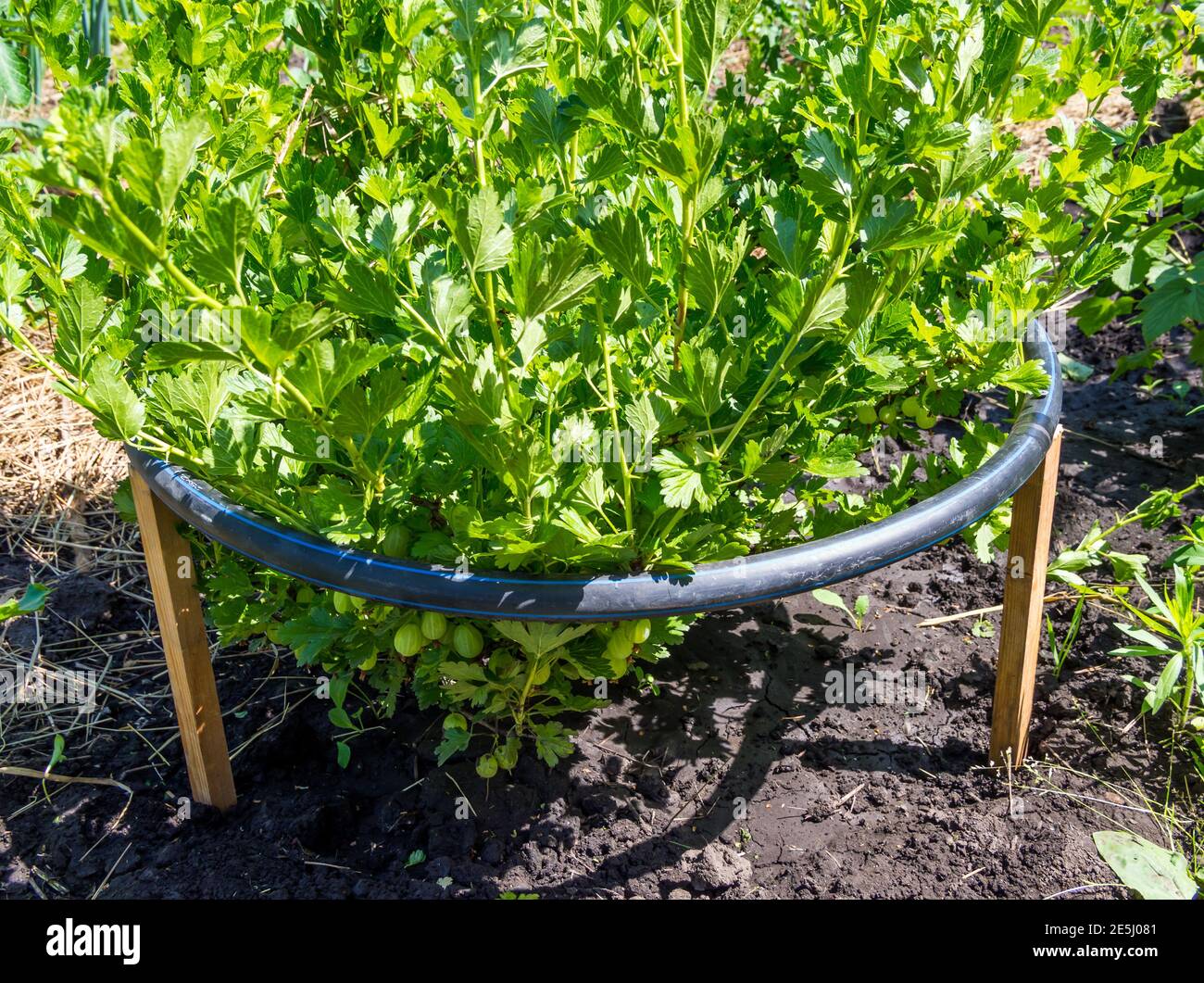 Gooseberry bush support from plastic water pipe Stock Photo - Alamy