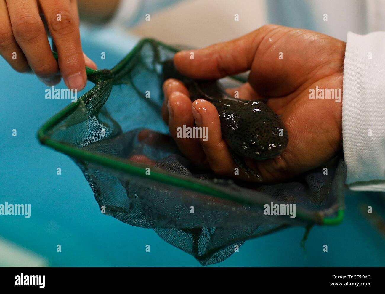 Axolotl xochimilco hi-res stock photography and images - Alamy