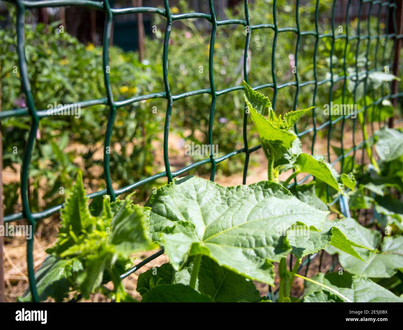 Plant support with plastic netting hi-res stock photography and images ...