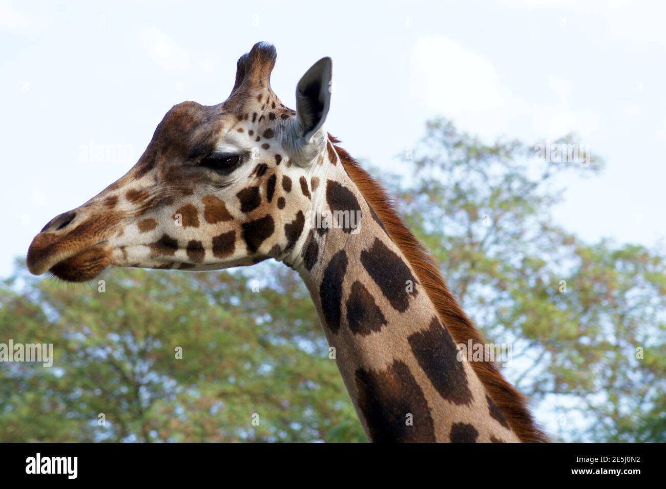 Sad giraffe hi-res stock photography and images - Alamy