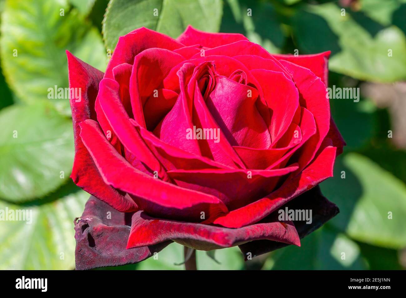 June rose flower hi-res stock photography and images - Alamy