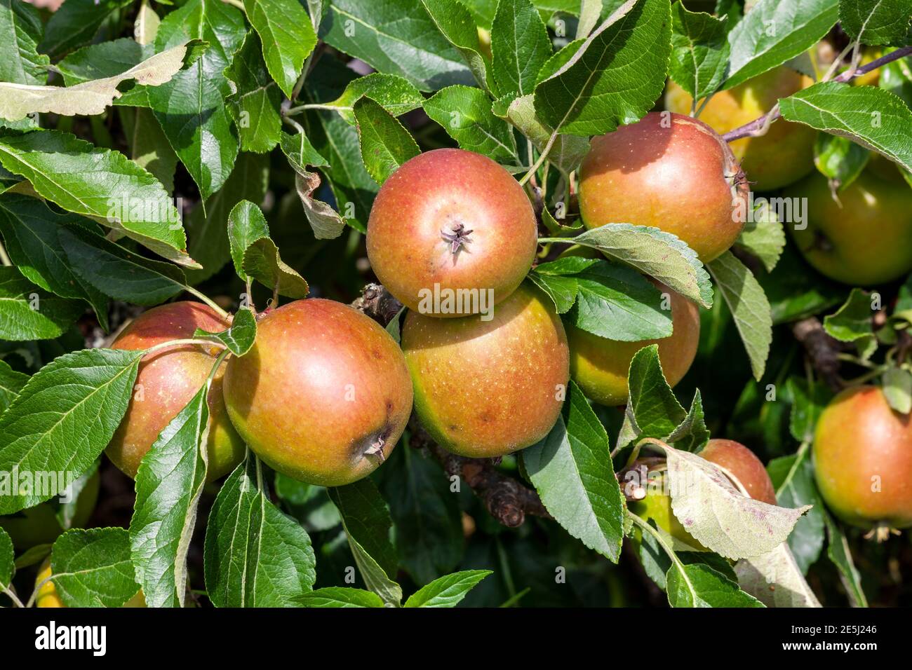 Fruit bearing tree hi-res stock photography and images - Alamy