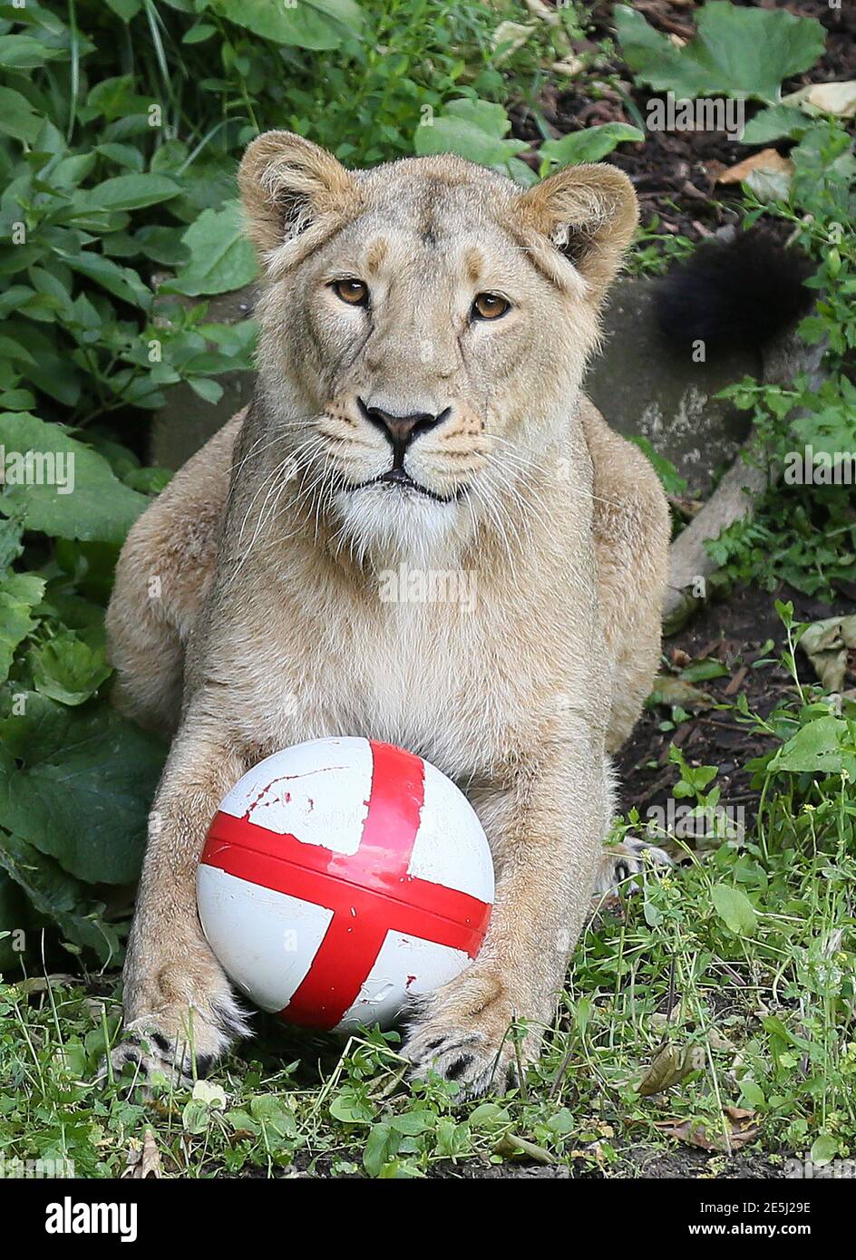 The lionesses world cup hi-res stock photography and images - Alamy