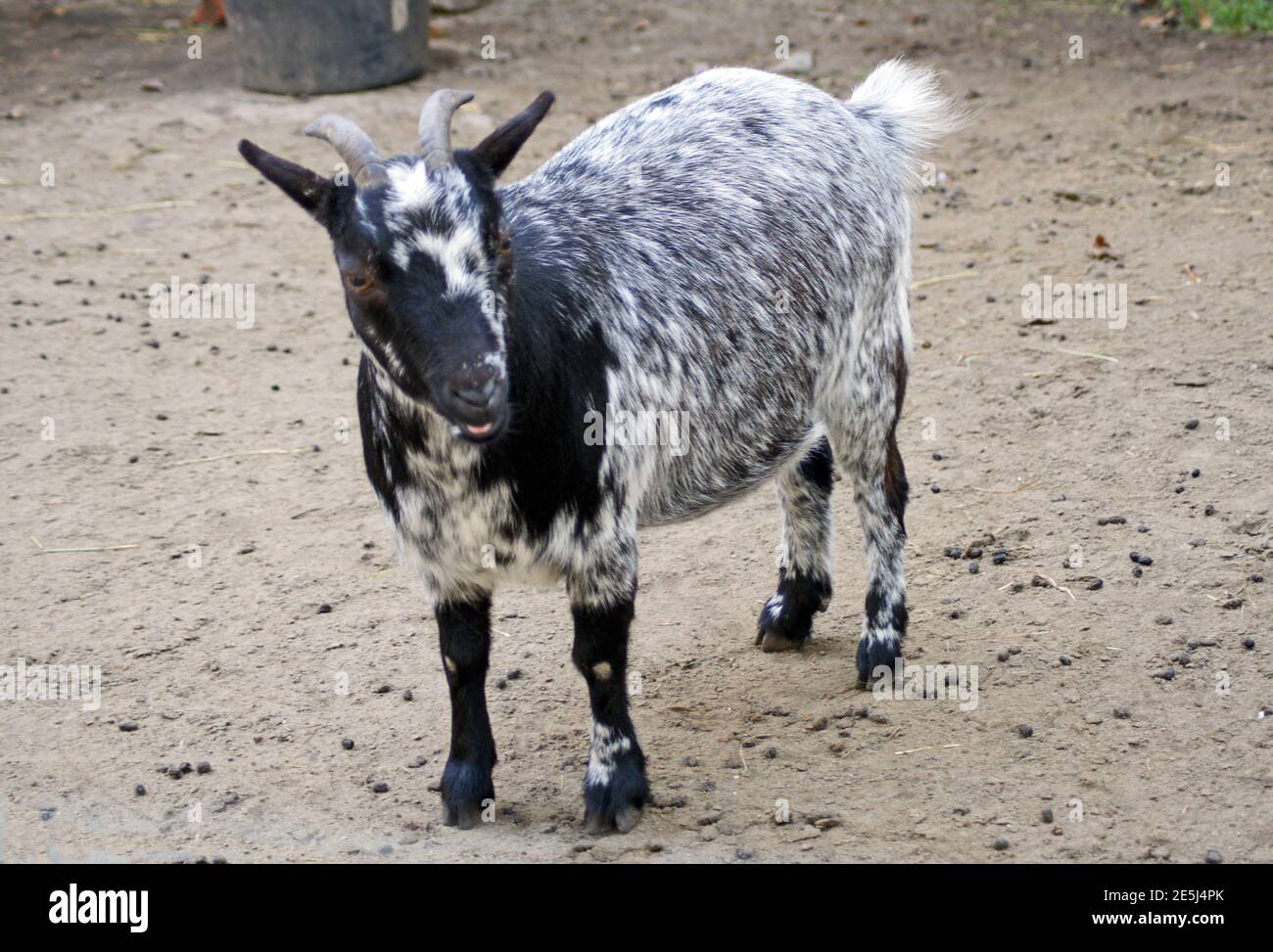 Black Nigerian Goat High Resolution Stock Photography and Images - Alamy