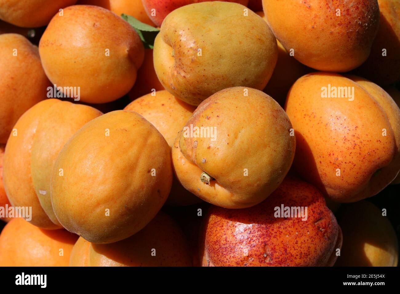 Apricot uk fruit hi-res stock photography and images - Alamy