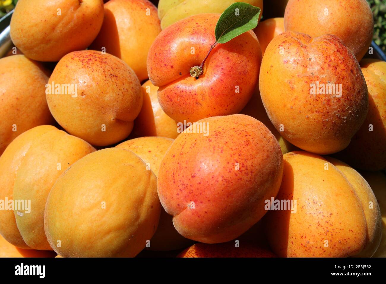 Apricot uk fruit hi-res stock photography and images - Alamy
