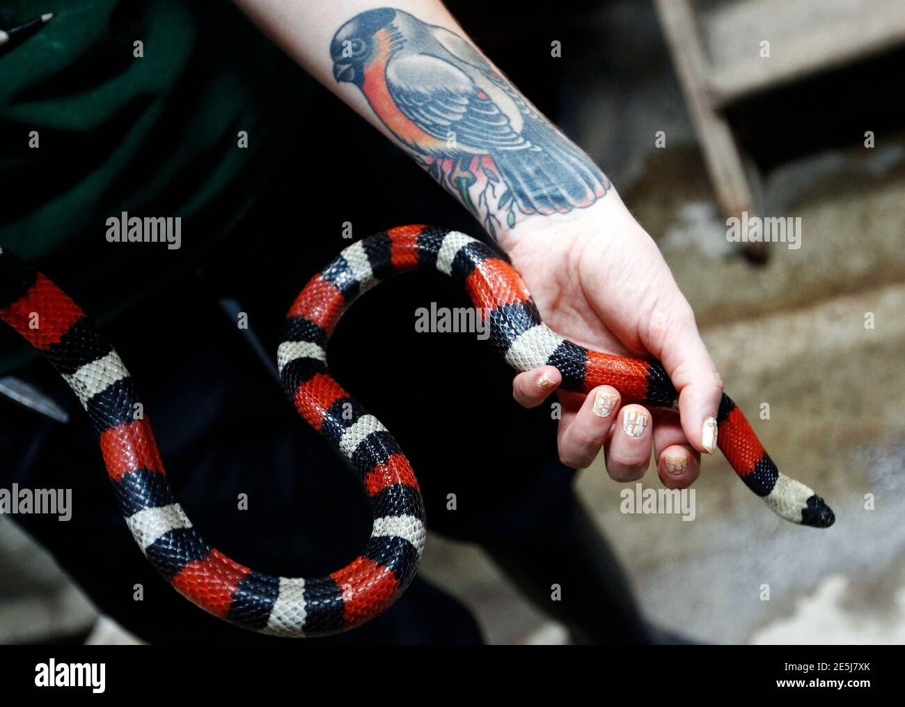 Zookeeper snake hi-res stock photography and images - Alamy