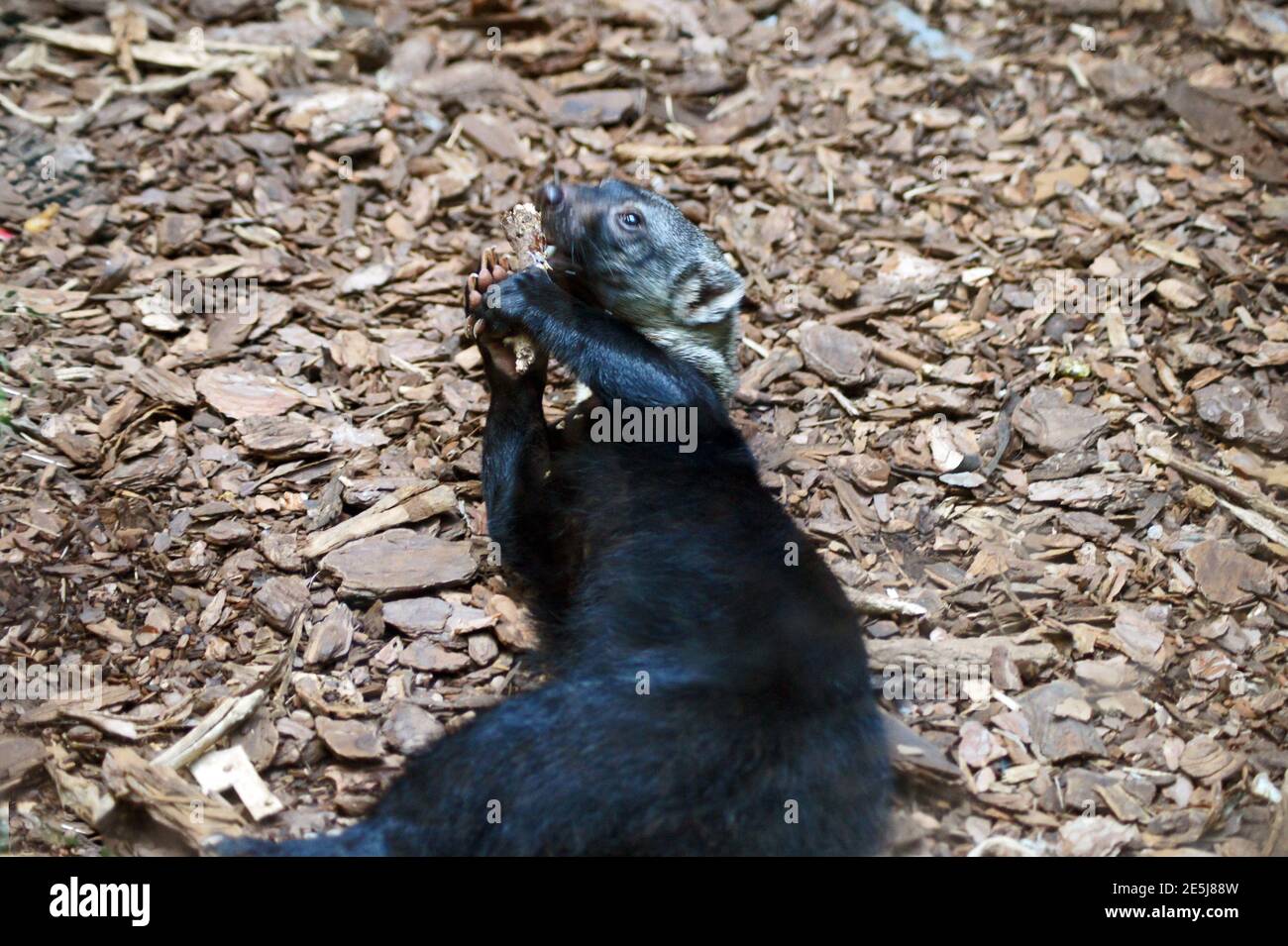 Playing Hirara aka tayra,along with wolverine and ratel, it is the ...