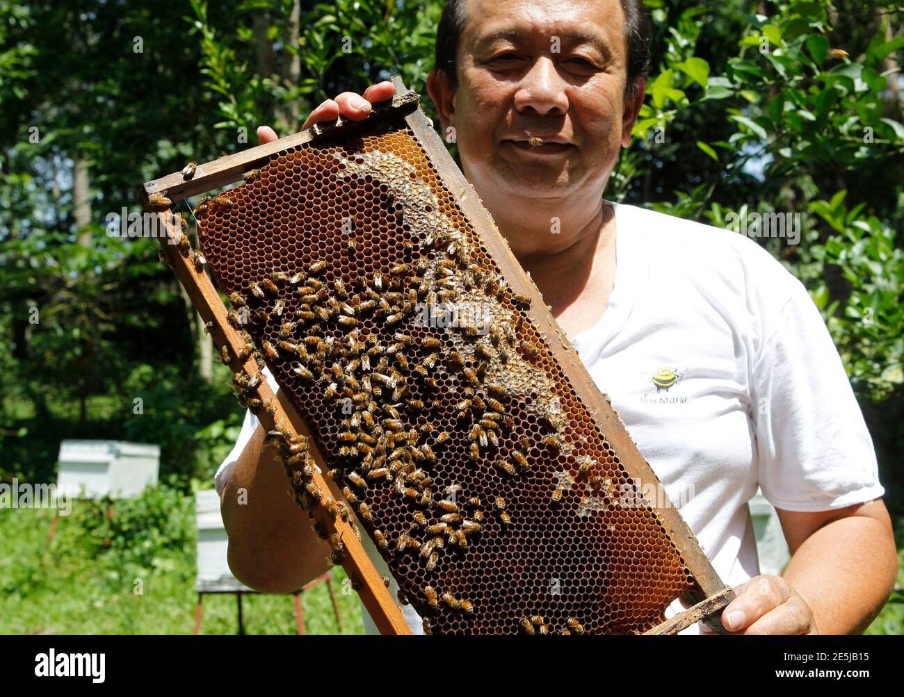 Multiple stings hi-res stock photography and images - Alamy