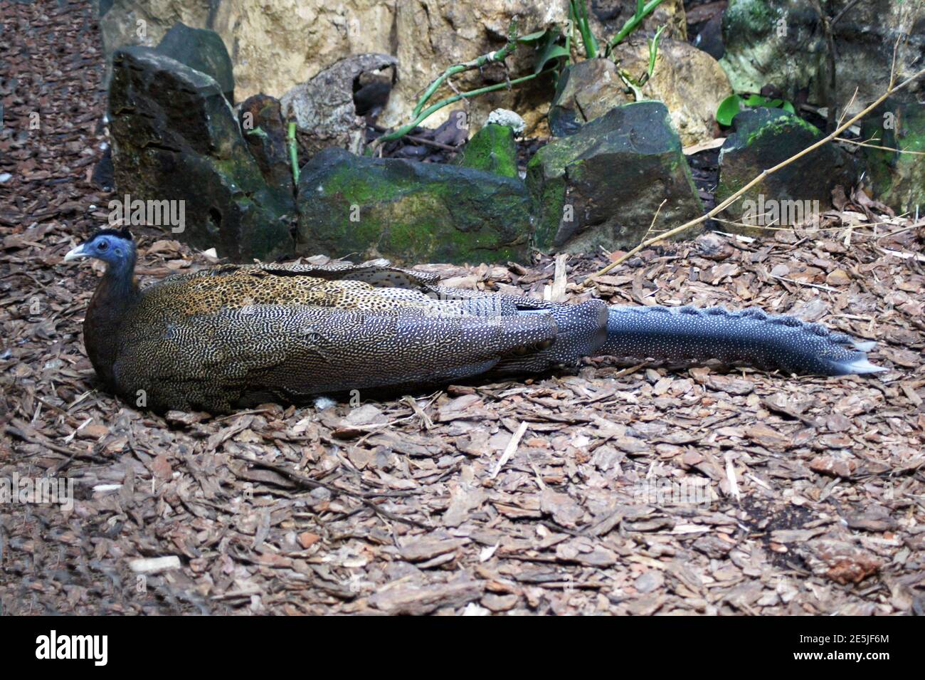 Great argus- the biggest peacock in the world Stock Photo - Alamy