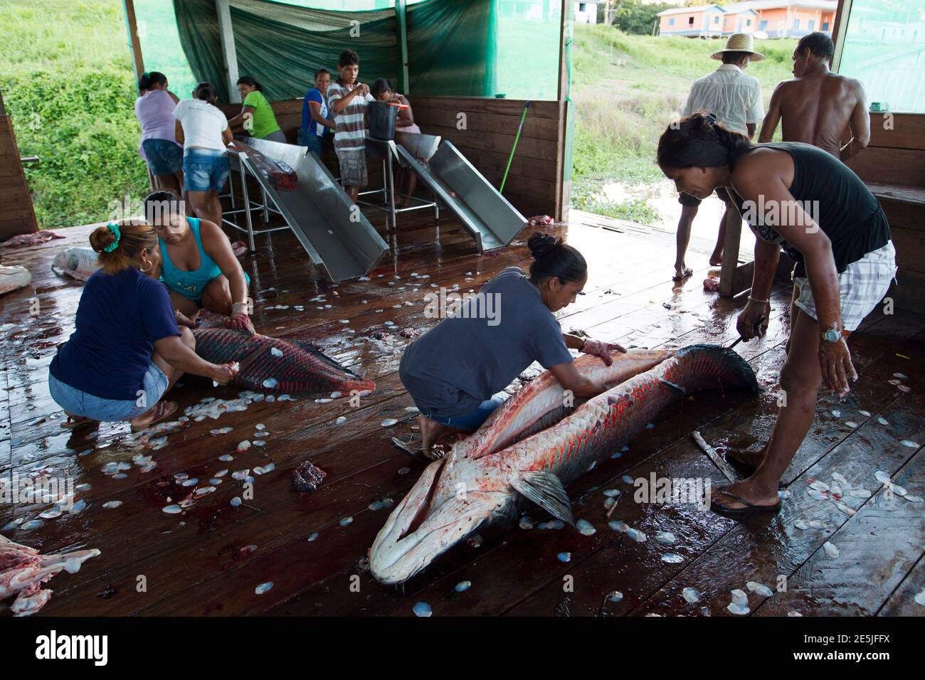 Arapaima (fish species) hi-res stock photography and images - Alamy