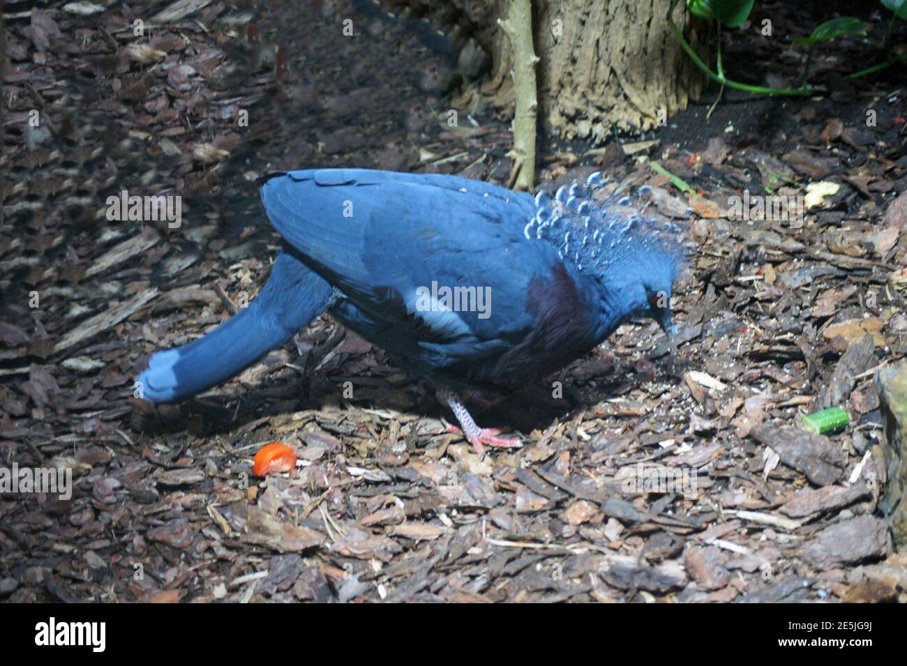Victoria crowned pigeon Stock Photo - Alamy