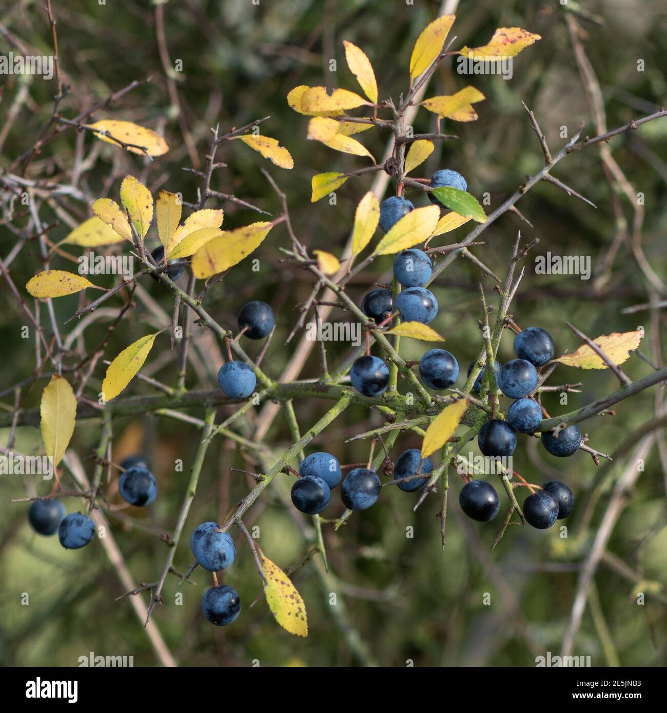 Uk hedgerow person hi-res stock photography and images - Alamy