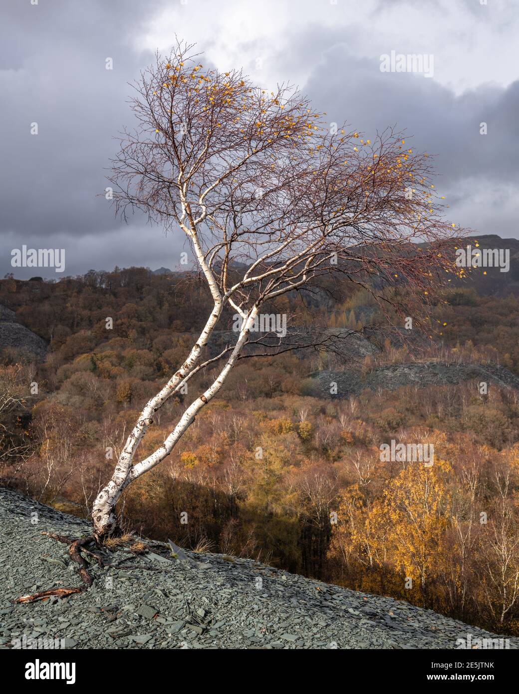 Beautiful solo tree hi-res stock photography and images - Alamy