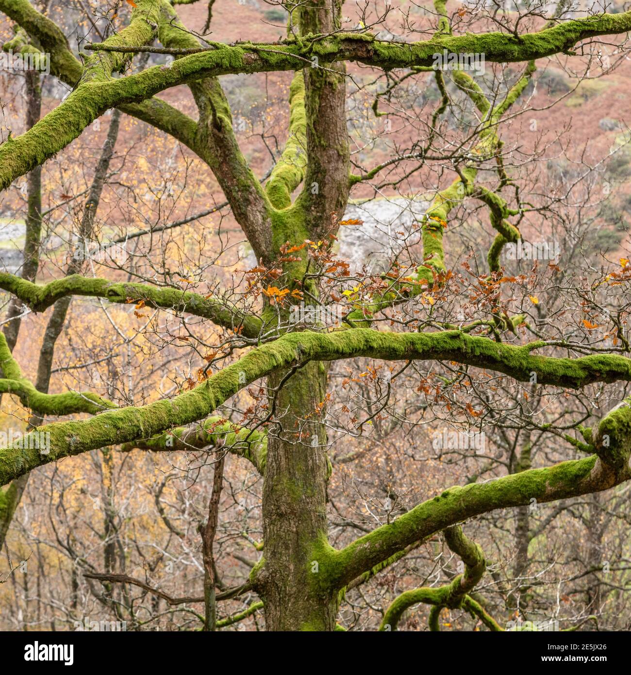 Autumn Trees with moss Stock Photo - Alamy