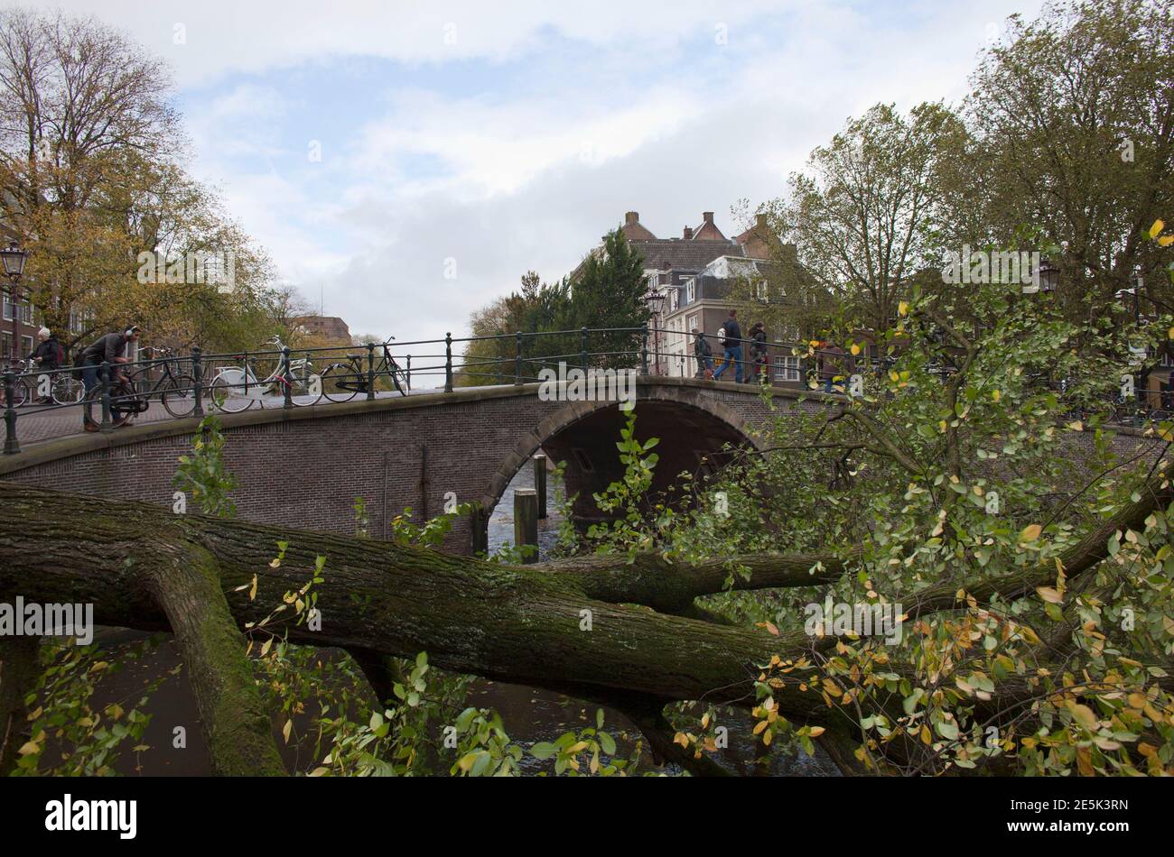 Woman killed falling tree hi-res stock photography and images - Alamy