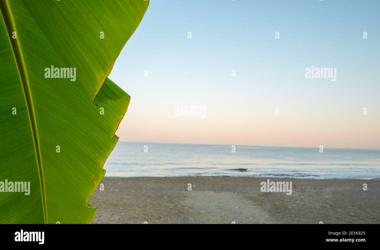 Palm trees by the ocean Stock Photo - Alamy