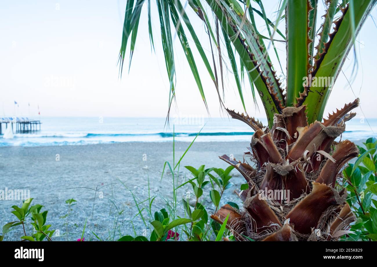 Palm trees by the ocean Stock Photo - Alamy
