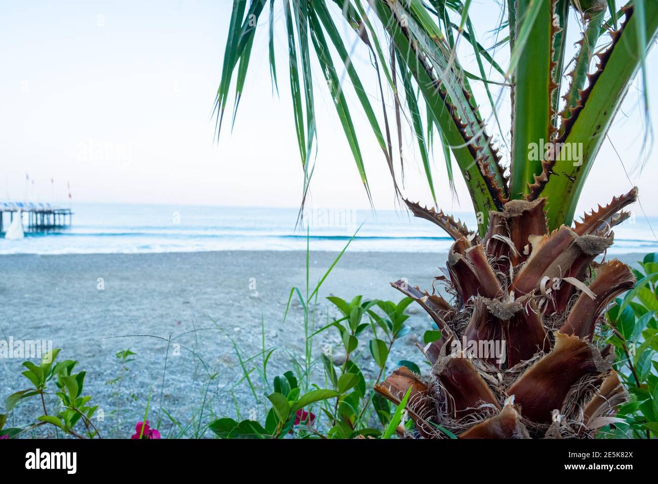 Palm trees by the ocean Stock Photo - Alamy