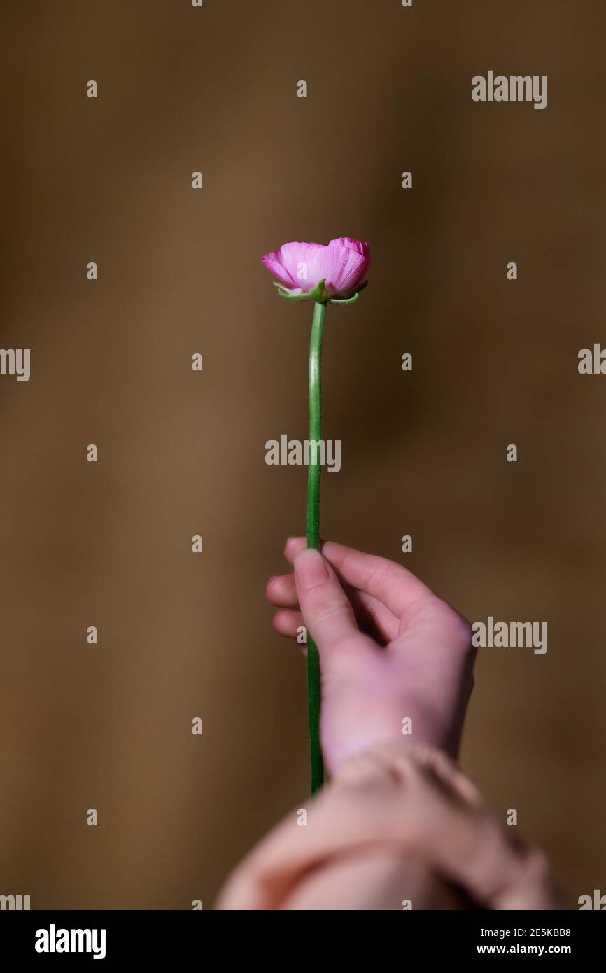 Girl's hand giving violet ranunculus flower with love and tender ...
