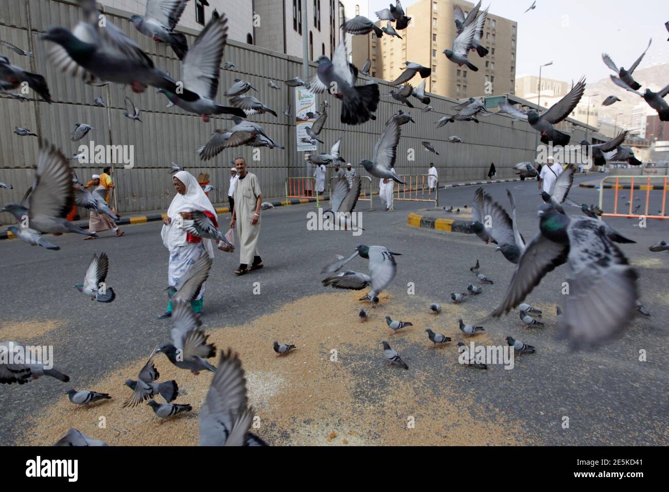 News animals pigeons hi-res stock photography and images - Alamy