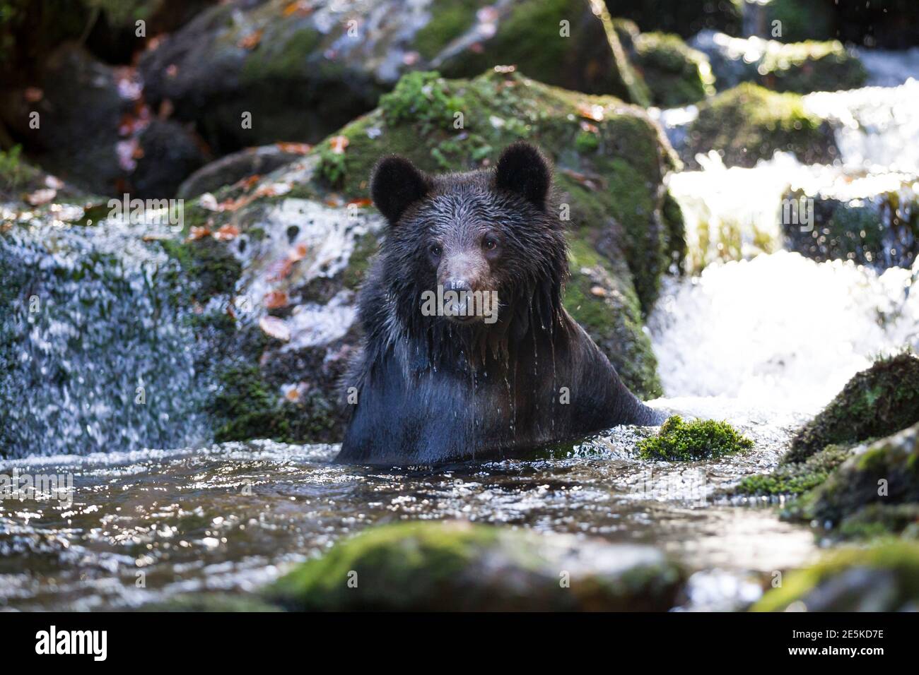 Braunbaer, Ursus arctos, brown bear Stock Photo - Alamy