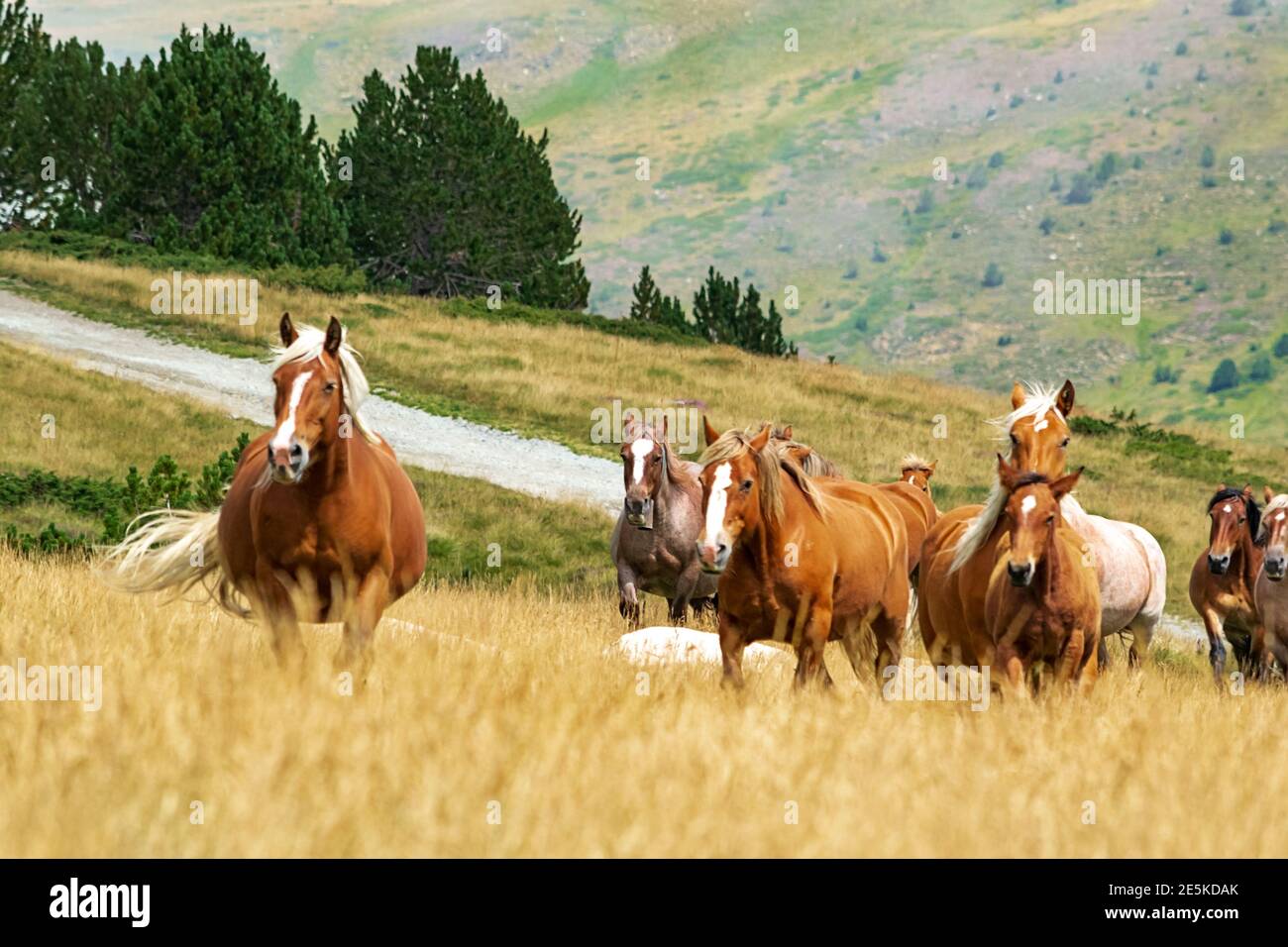 Selective Focus - Herd of wild horses in the Andorran Pyrenees enjoying ...