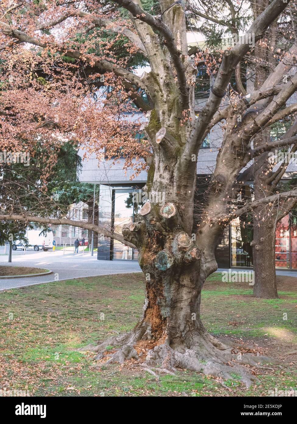 monumental centenary beech tree with the trunk infested with parasites ...