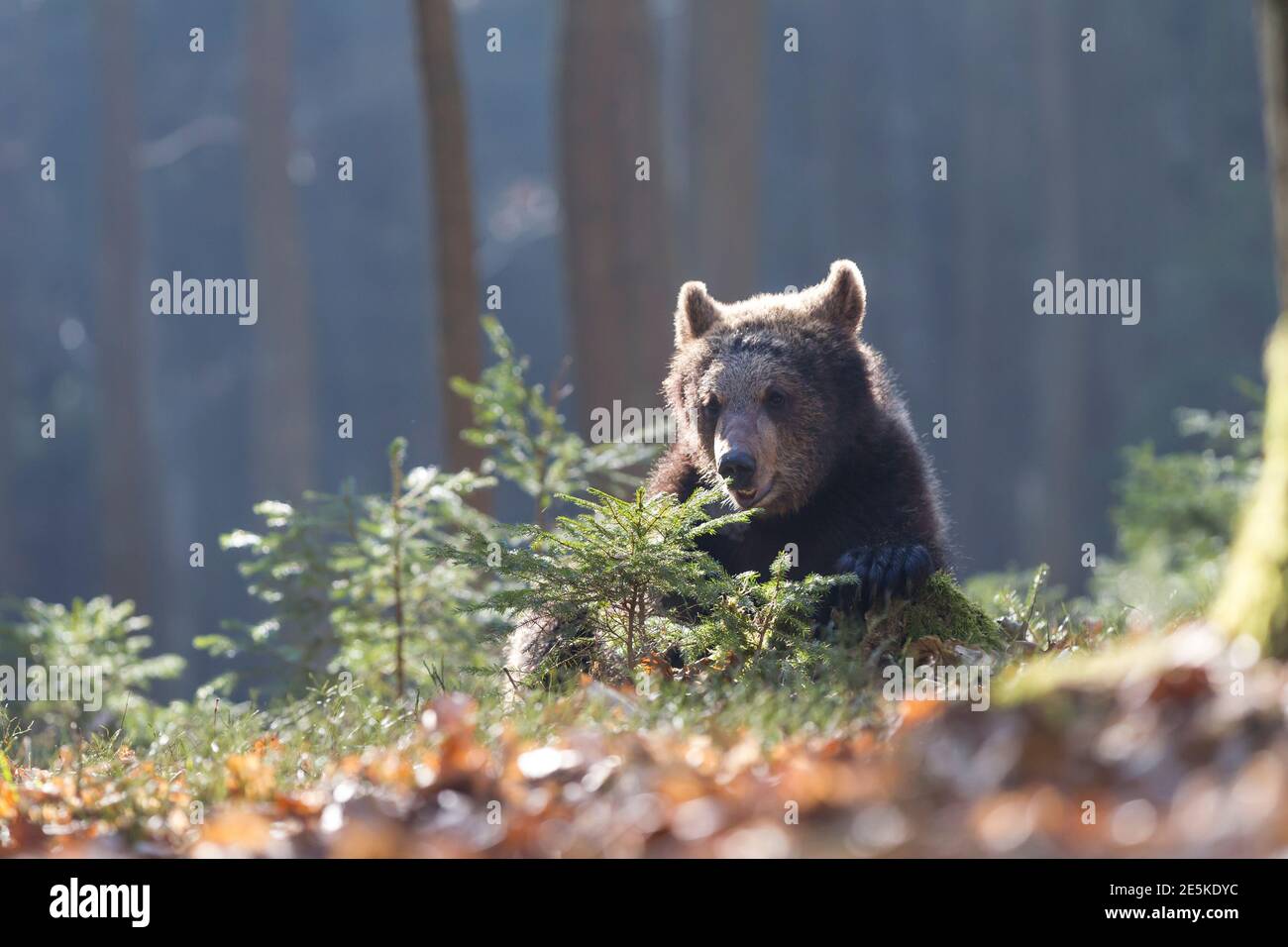 Braunbaer, Ursus arctos, brown bear Stock Photo - Alamy