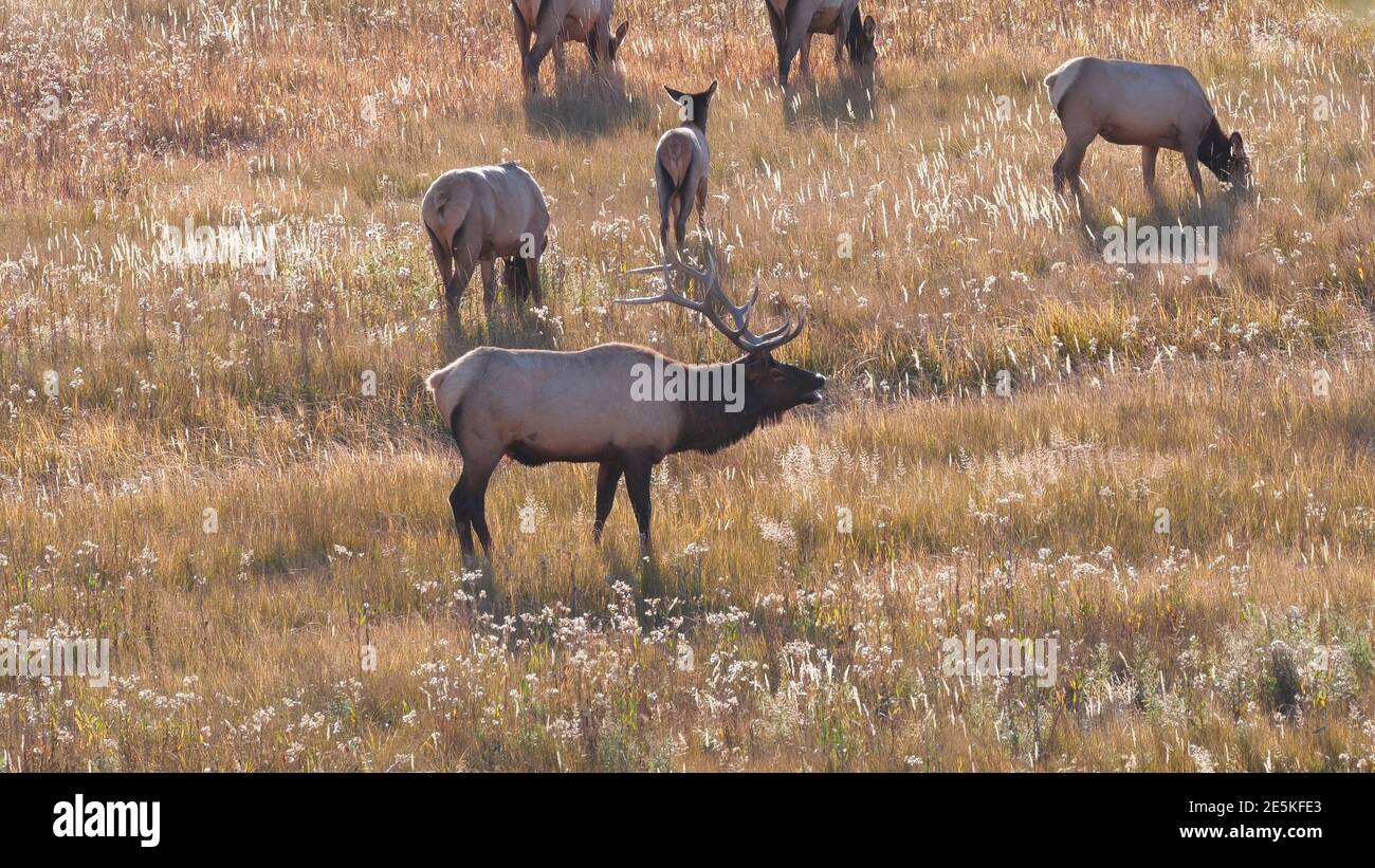 high view of an elk bull bugling during the rut at yellowstone national ...
