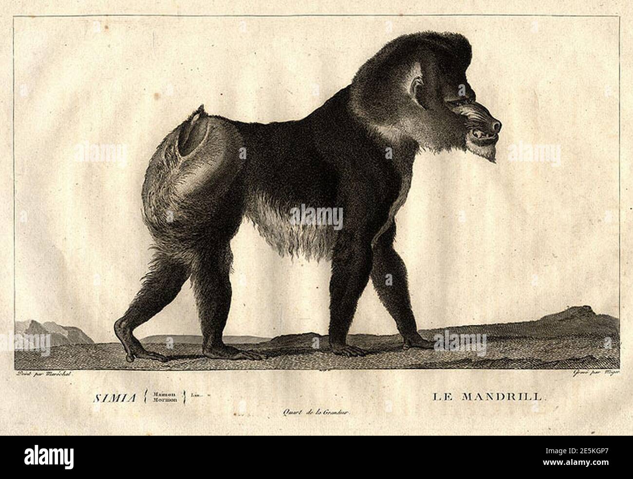 Miger hi-res stock photography and images - Alamy