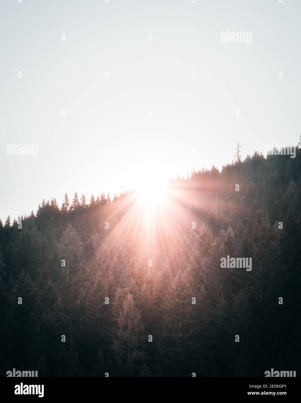 Sun light in forrest hi-res stock photography and images - Alamy