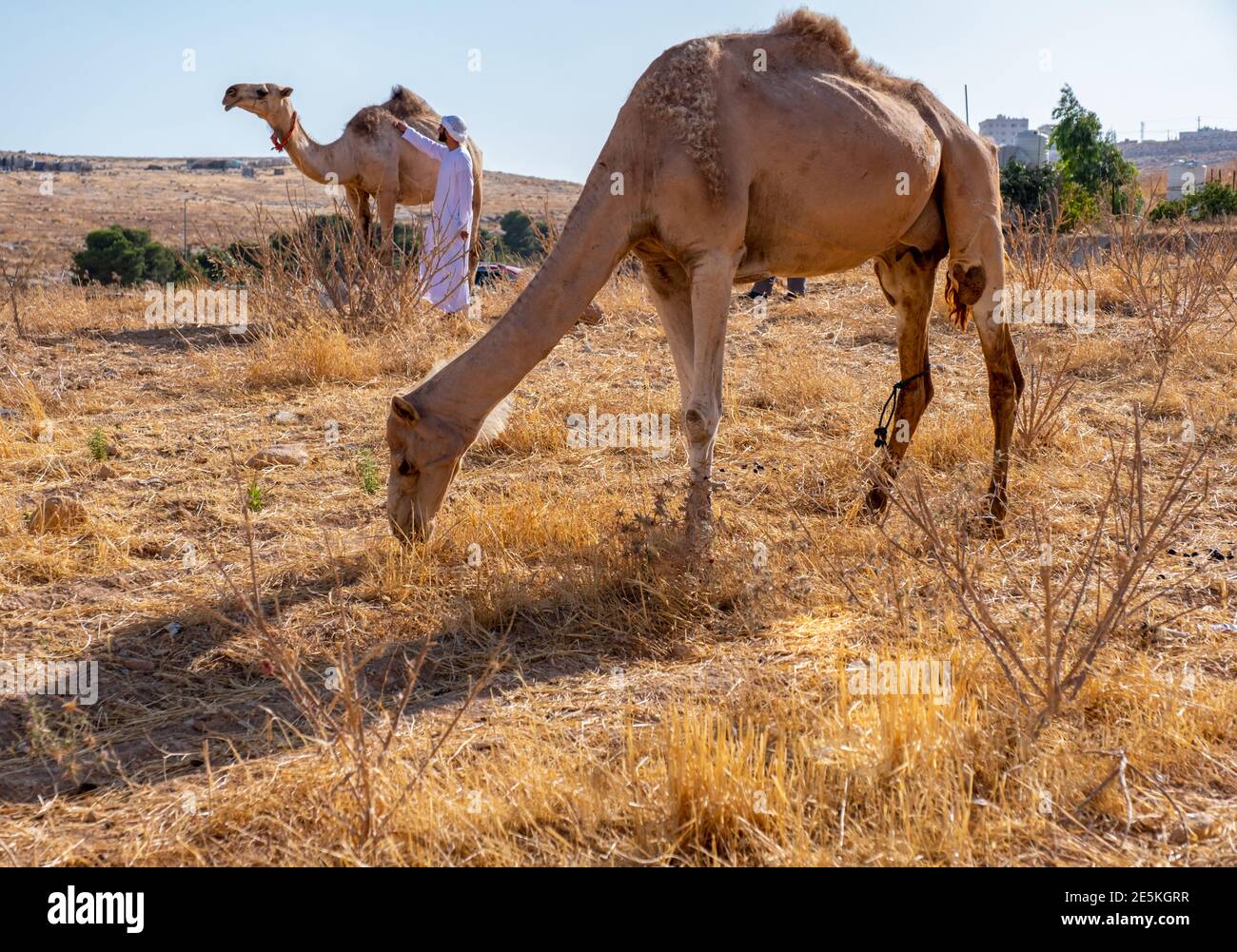 Camel life in the village Stock Photo - Alamy