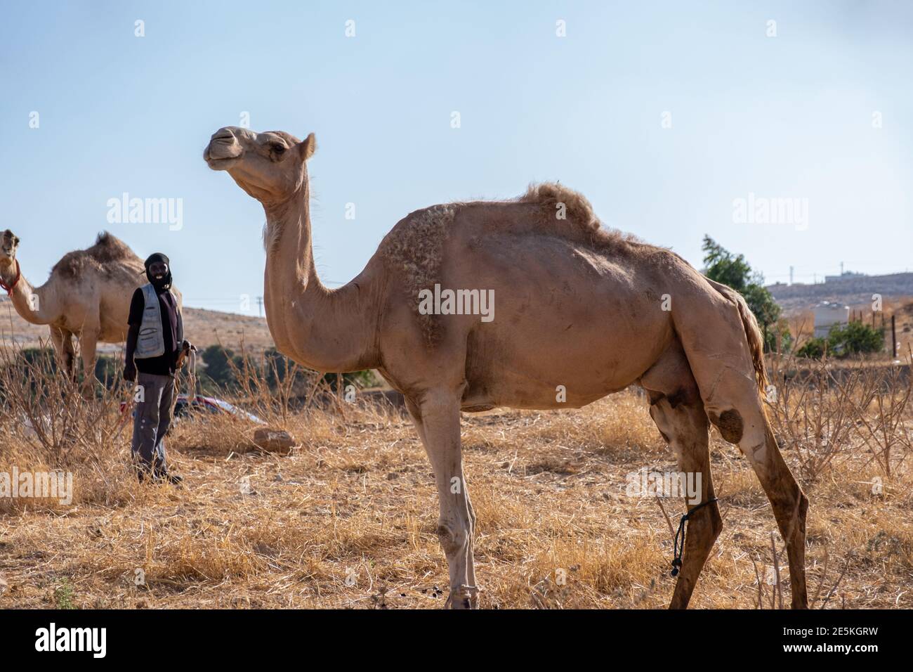 Camel life in the village Stock Photo - Alamy