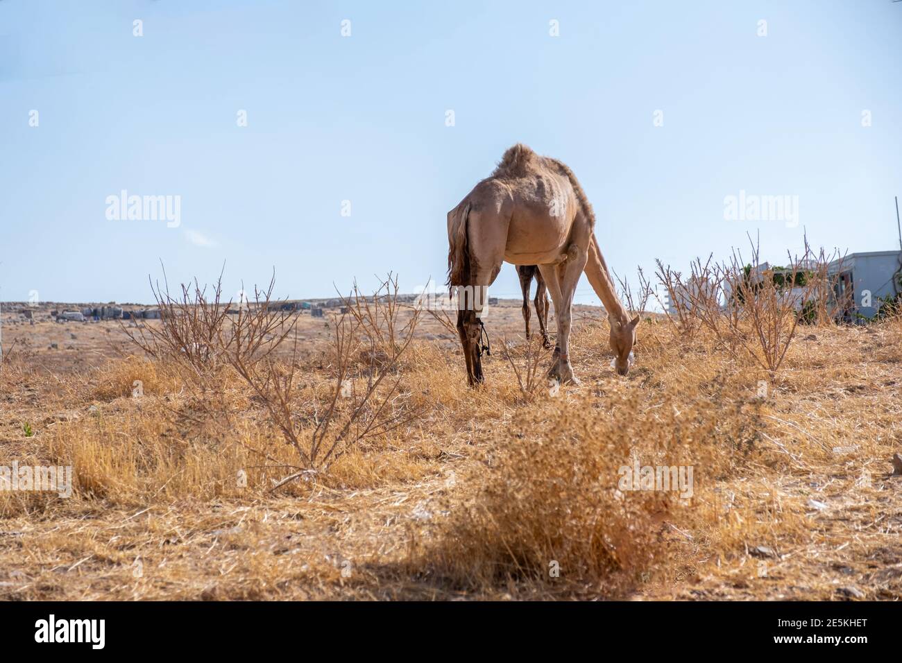 Camel life in the village Stock Photo - Alamy