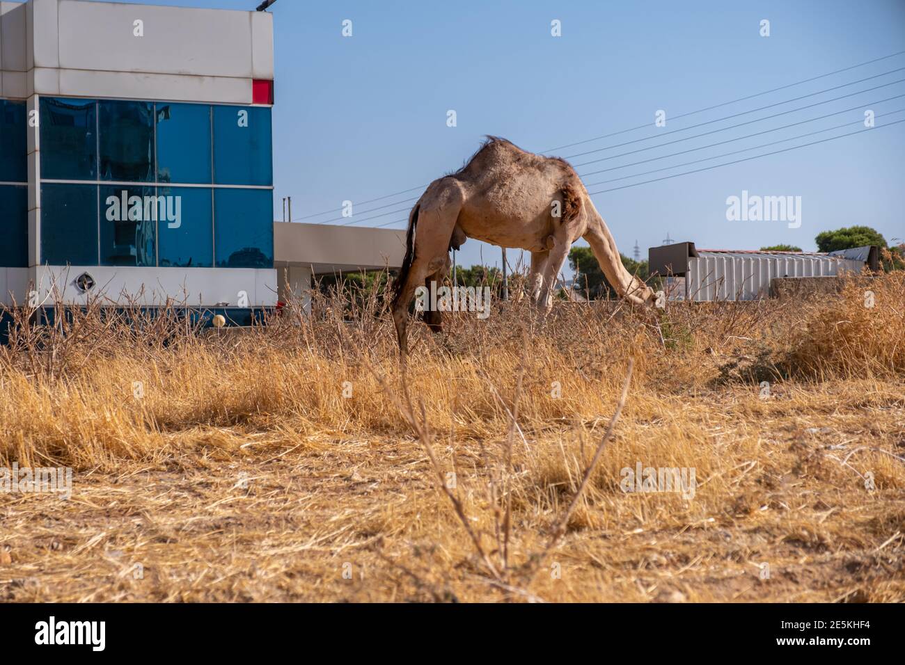 Camel life in the village Stock Photo - Alamy