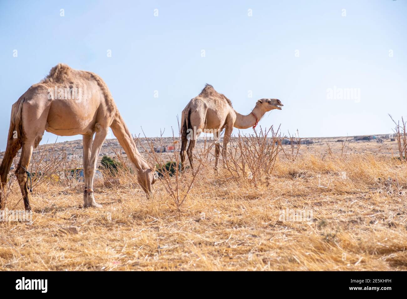 Camel life in the village Stock Photo - Alamy