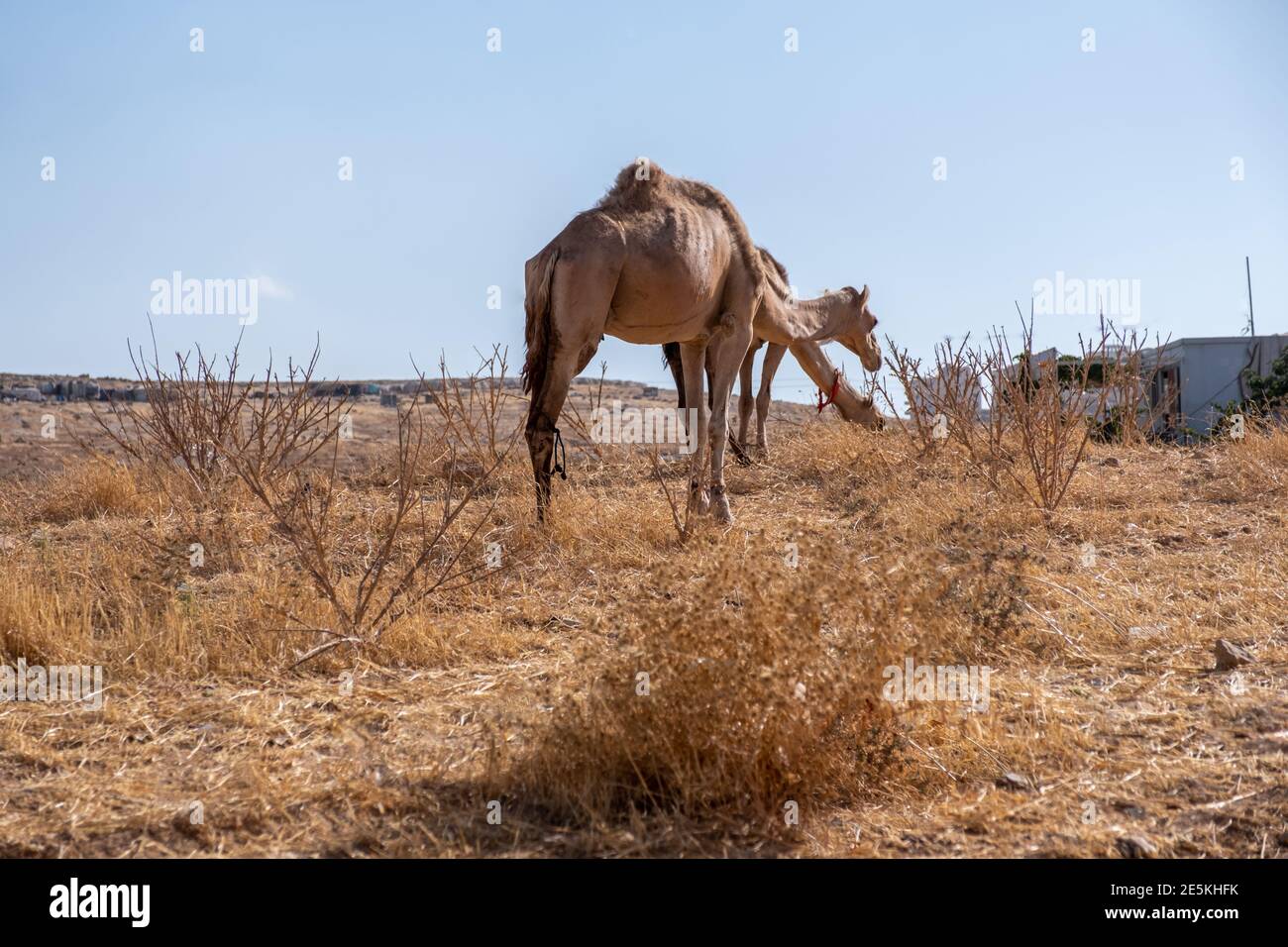 Camel life in the village Stock Photo - Alamy