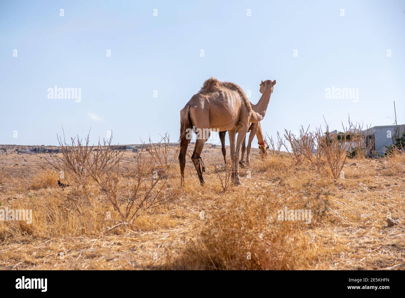 Camel life in the village Stock Photo - Alamy
