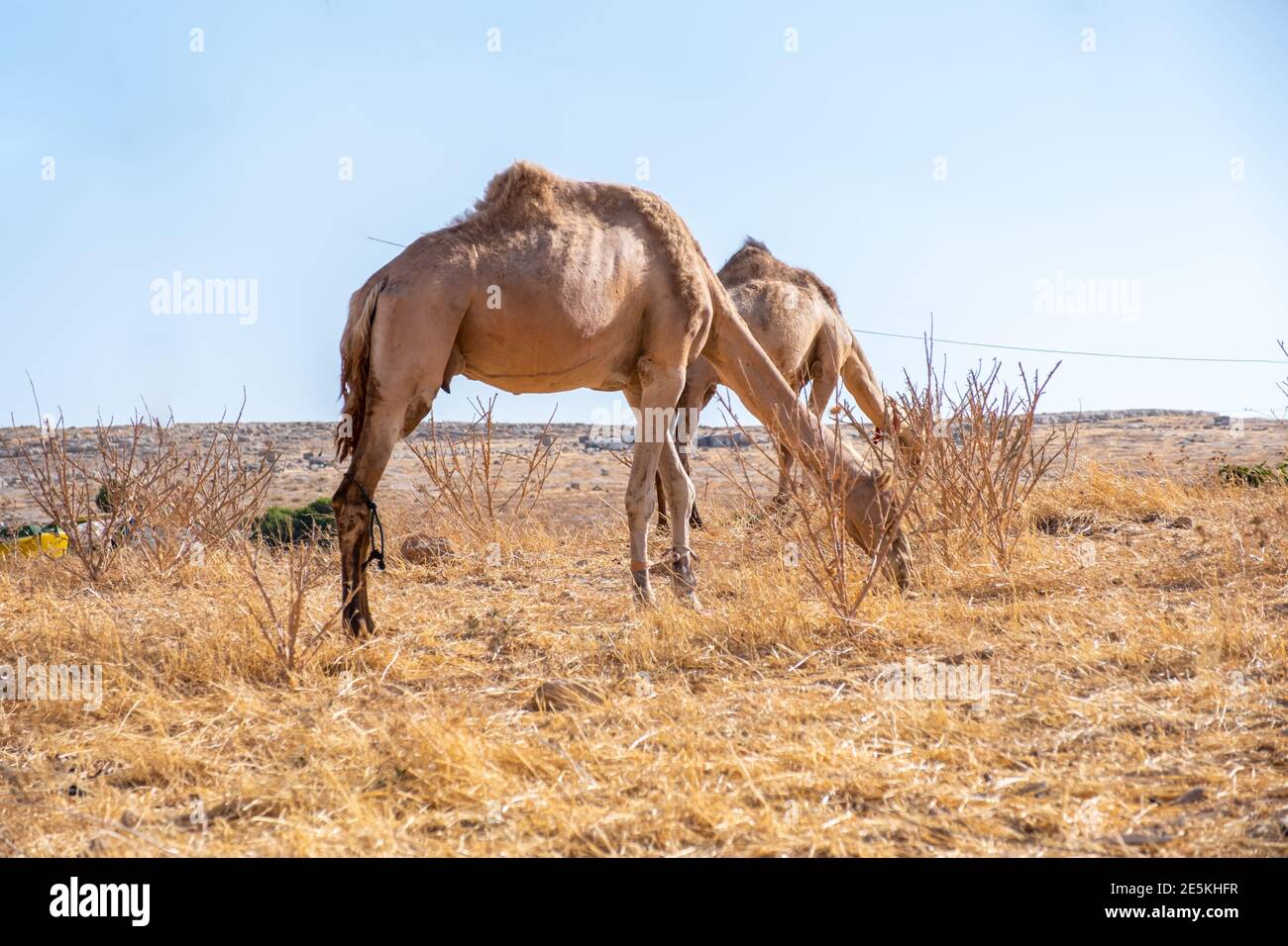 Camel life in the village Stock Photo - Alamy