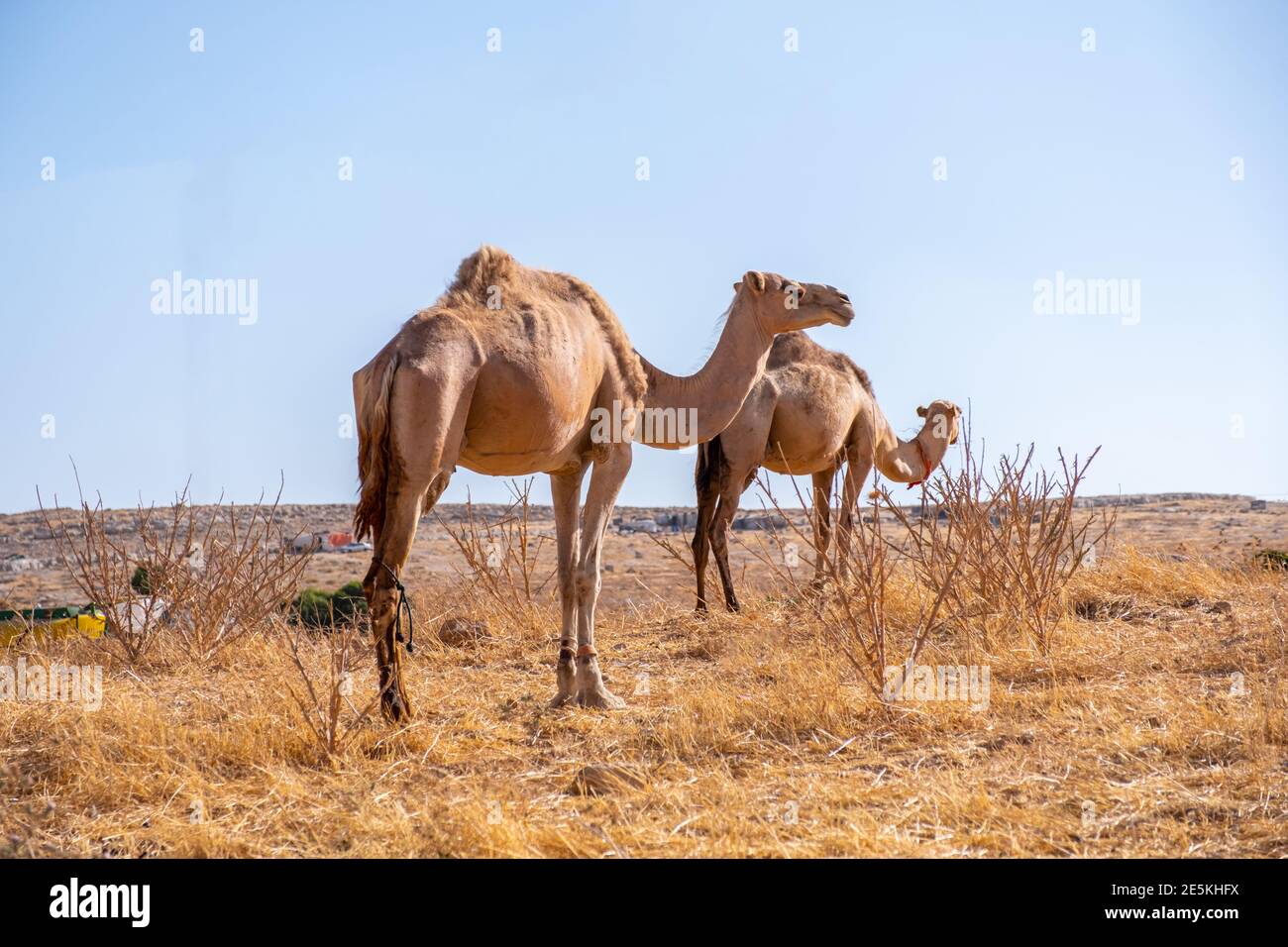 Camel life in the village Stock Photo - Alamy