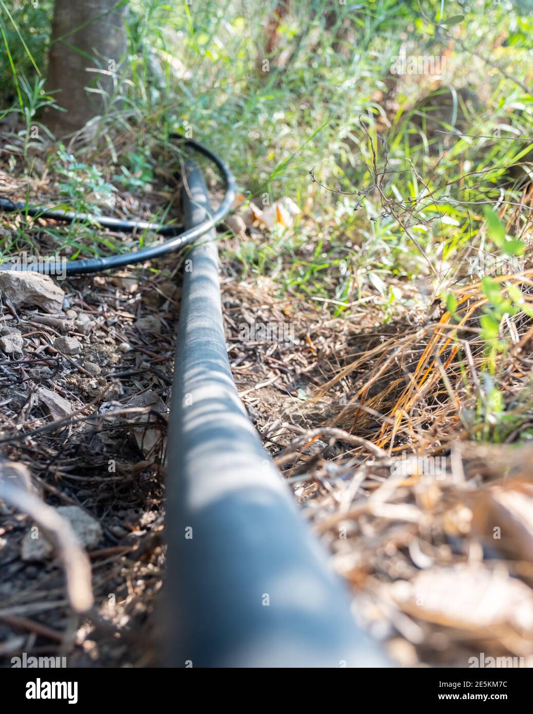 Drip system tubes for irrigation of crops Stock Photo - Alamy